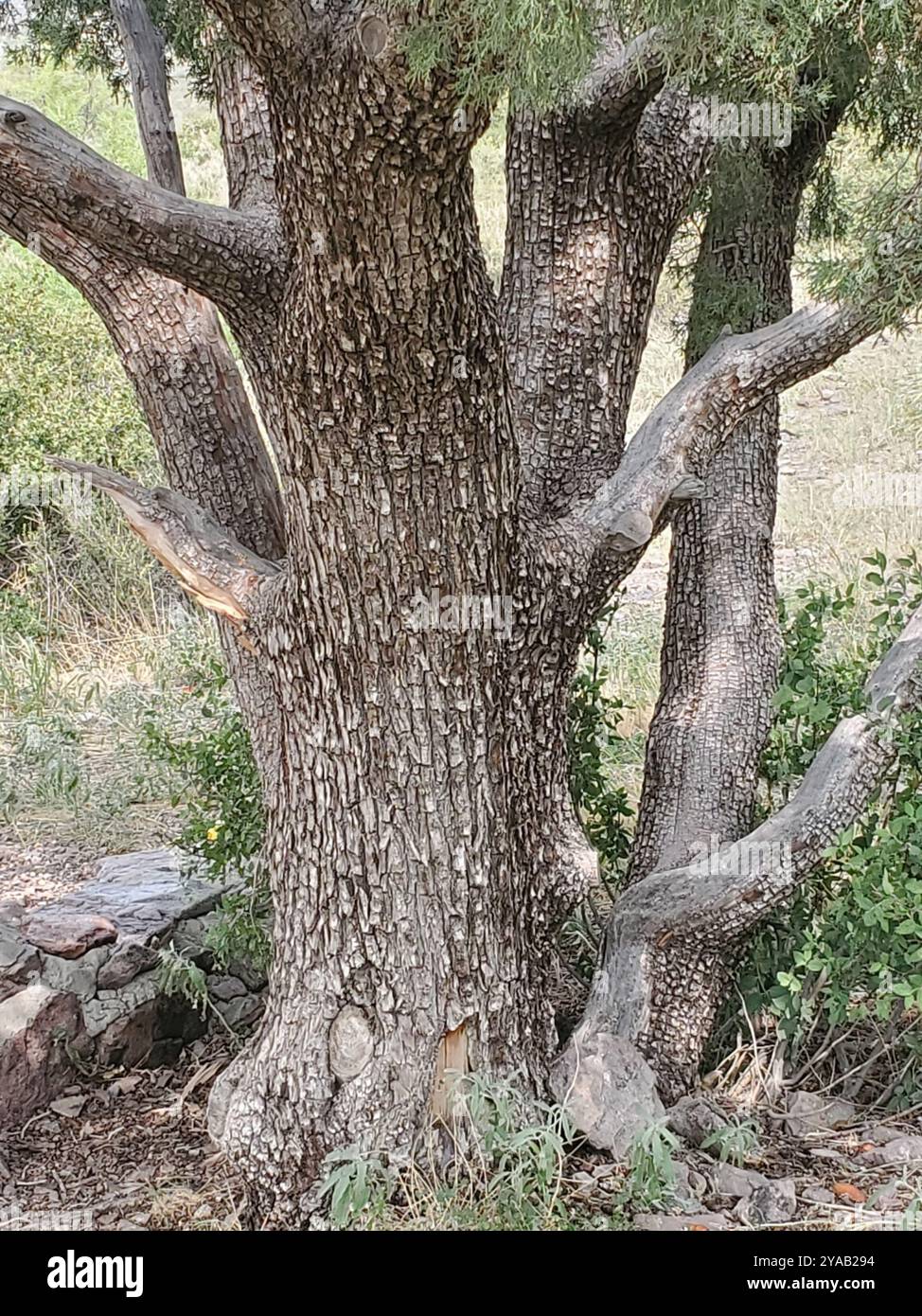 alligator juniper (Juniperus deppeana) Plantae Stock Photo - Alamy
