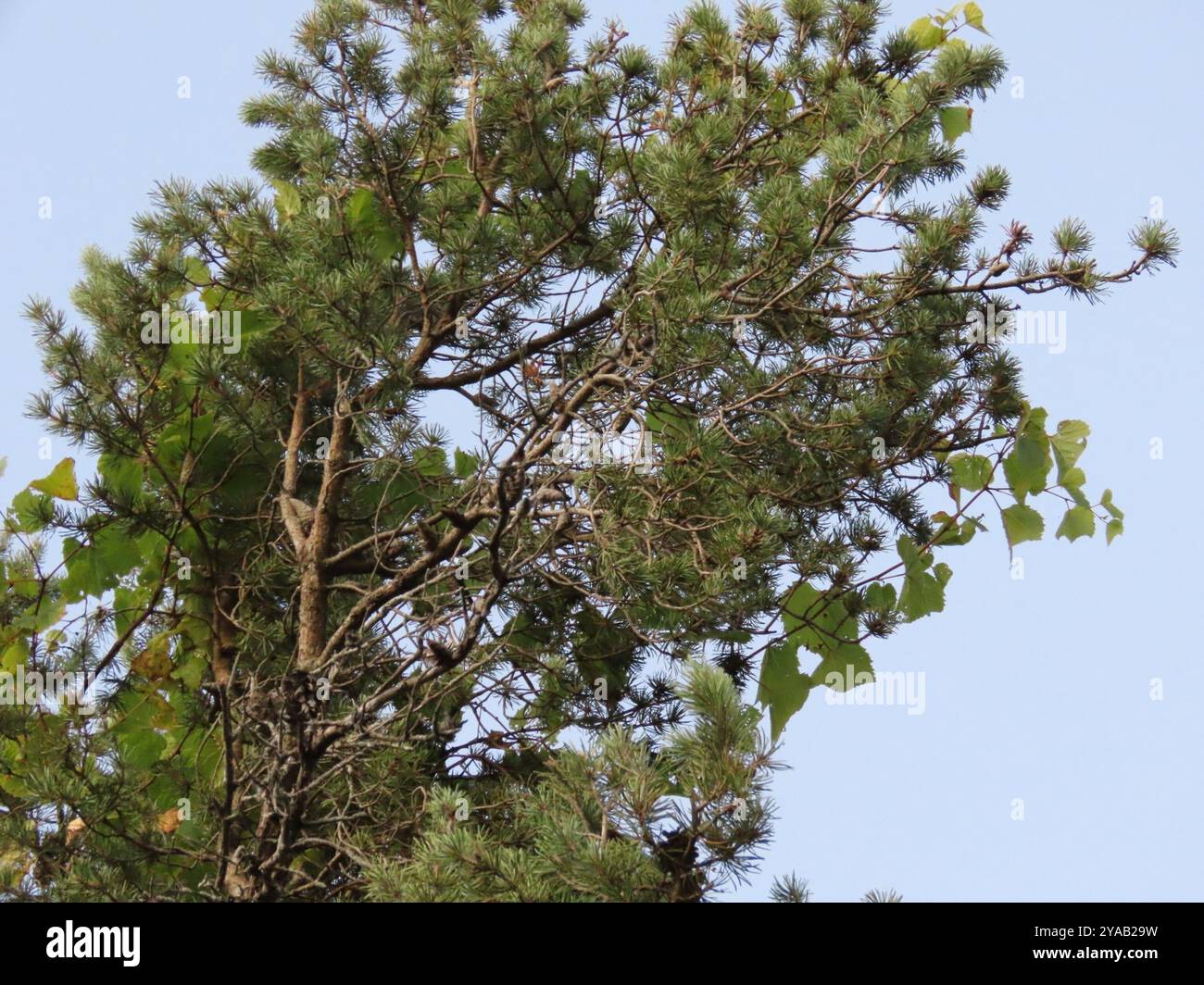 hard pines (Pinus) Plantae Stock Photo - Alamy