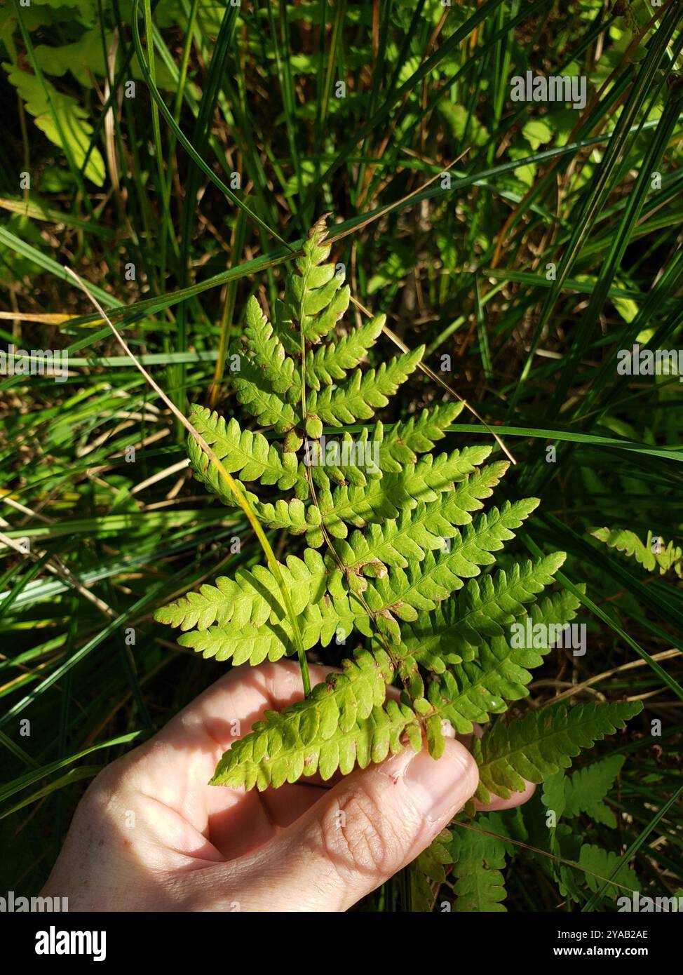 marsh fern (Thelypteris palustris) Plantae Stock Photo - Alamy