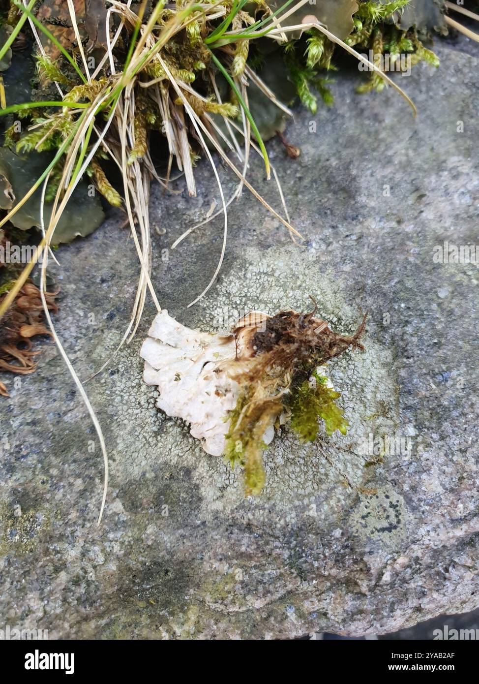 pelt lichens (Peltigera) Fungi Stock Photo - Alamy