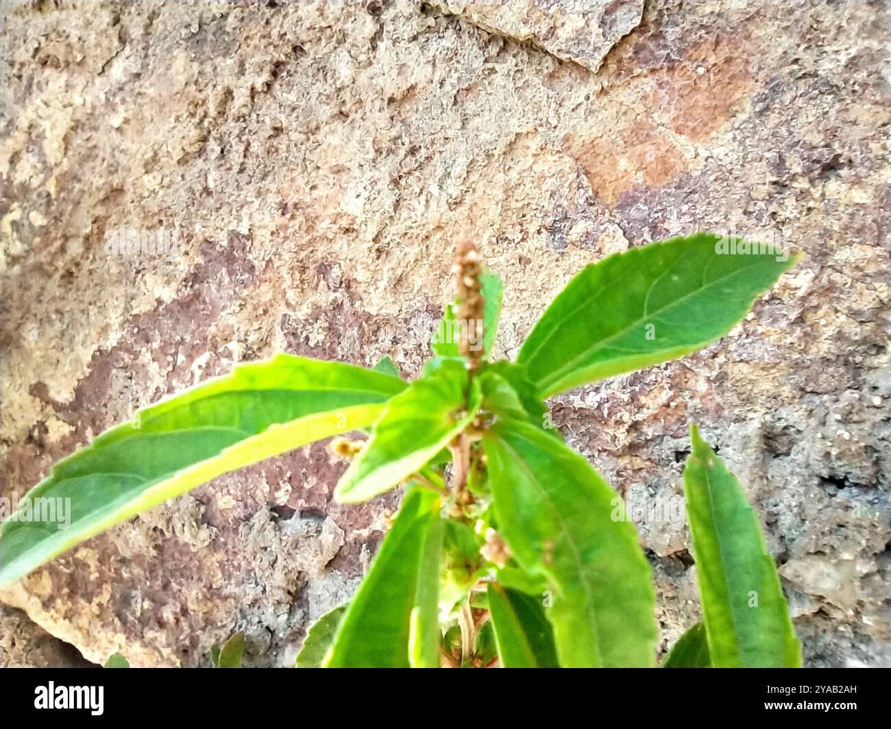 Asian Copperleaf (Acalypha australis) Plantae Stock Photo - Alamy