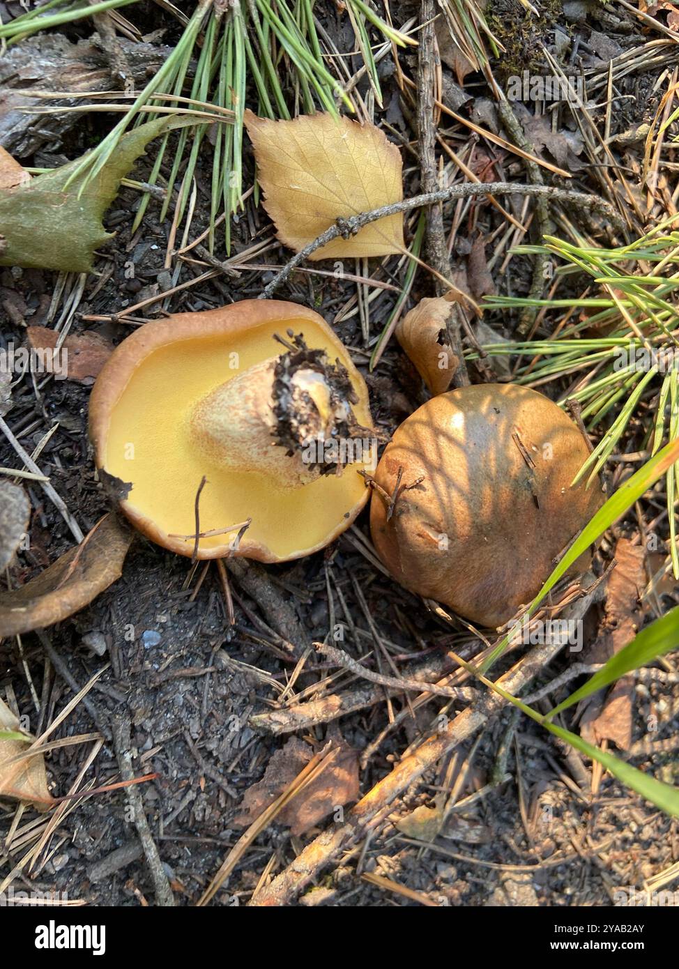 Purple-veiled Slippery Jack (Suillus luteus) Fungi Stock Photo - Alamy