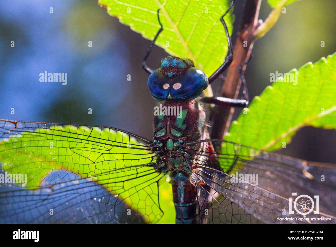 Cyrano Darner (Nasiaeschna pentacantha) Insecta Stock Photo - Alamy