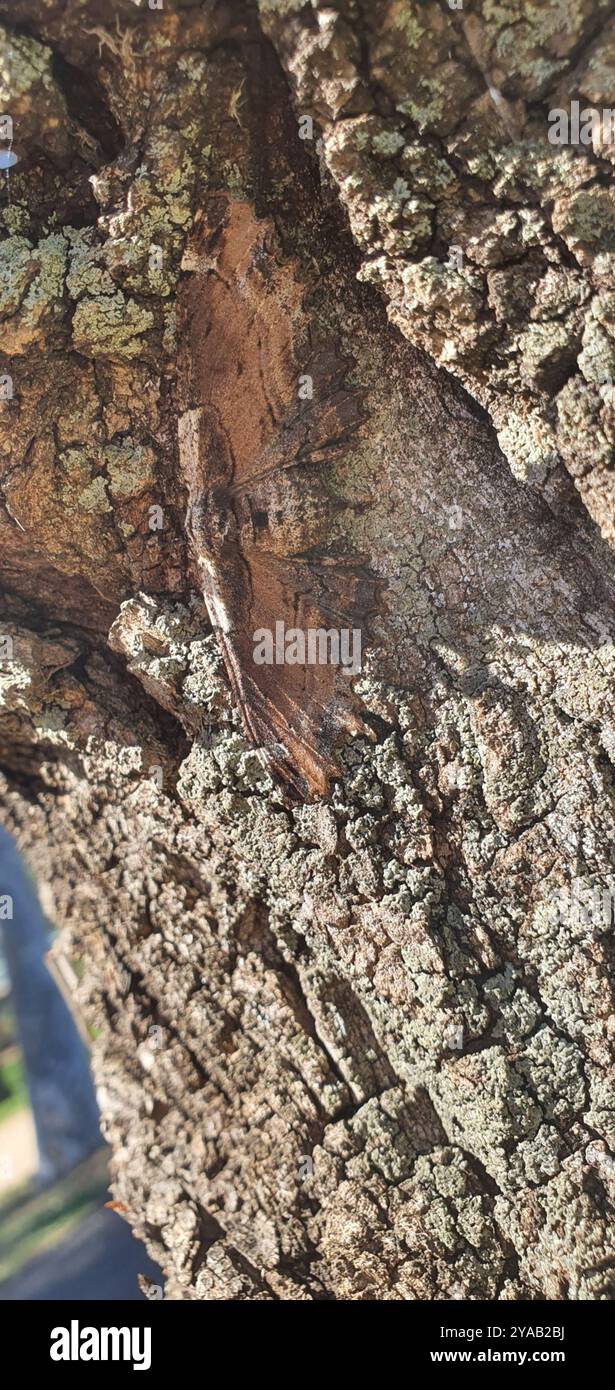 Sinister Moth (Pholodes sinistraria) Insecta Stock Photo - Alamy