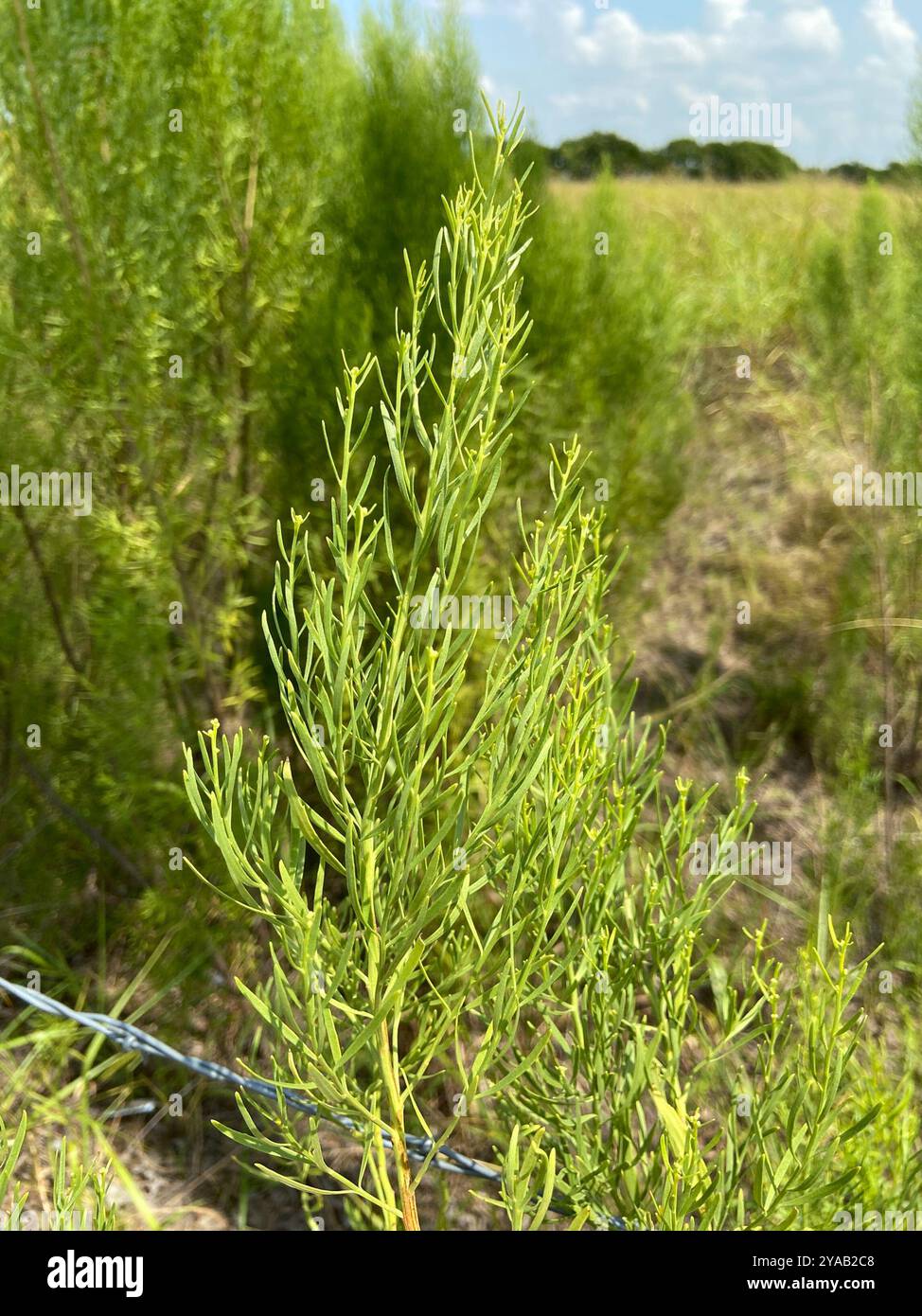 Poverty Weed (Baccharis neglecta) Plantae Stock Photo - Alamy
