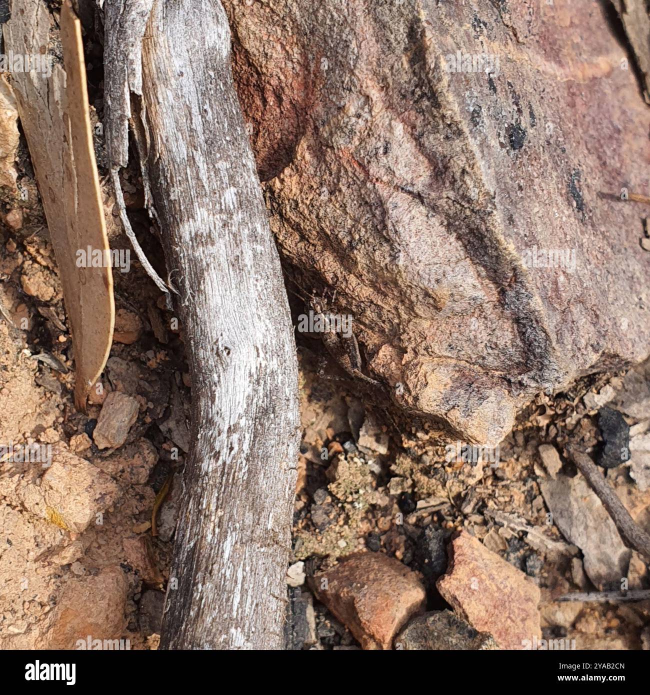 True Crickets (Gryllidae) Insecta Stock Photo - Alamy