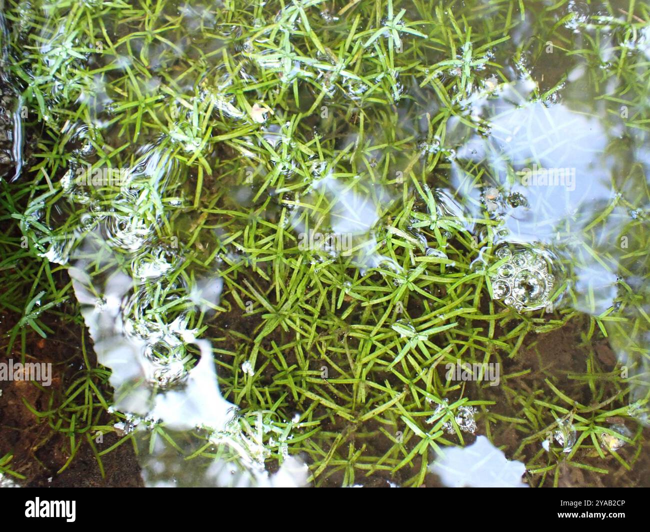Intermediate Water-Starwort (Callitriche hamulata) Plantae Stock Photo ...