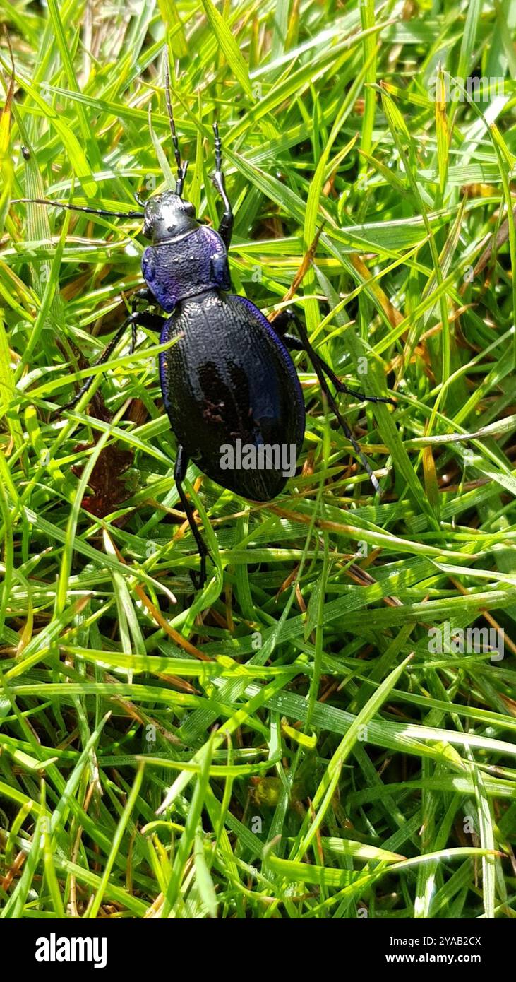 Rough Violet Ground Beetle (Carabus problematicus) Insecta Stock Photo ...