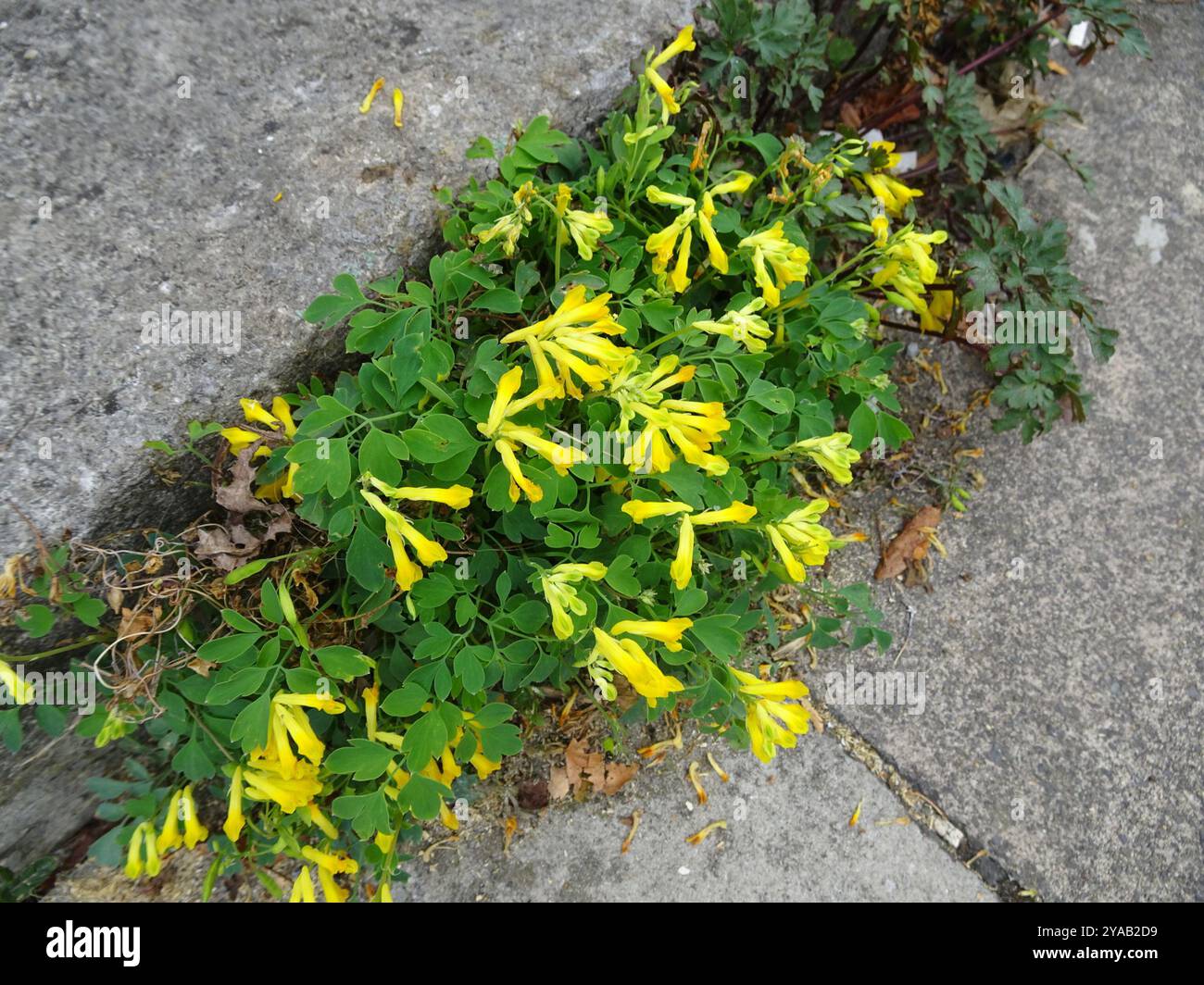 Yellow Fumitory (Pseudofumaria lutea) Plantae Stock Photo - Alamy