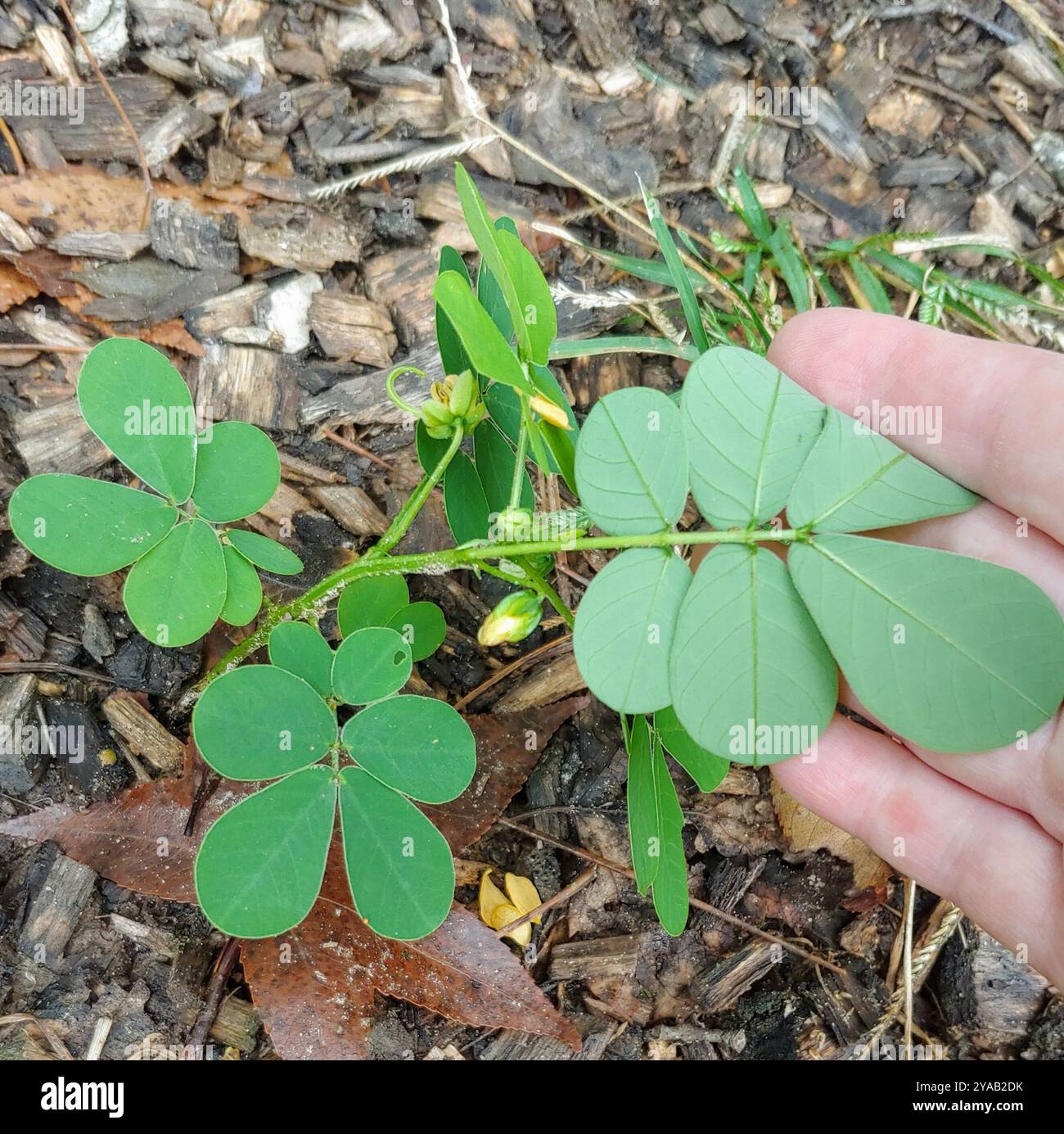 American Sicklepod (Senna obtusifolia) Plantae Stock Photo - Alamy