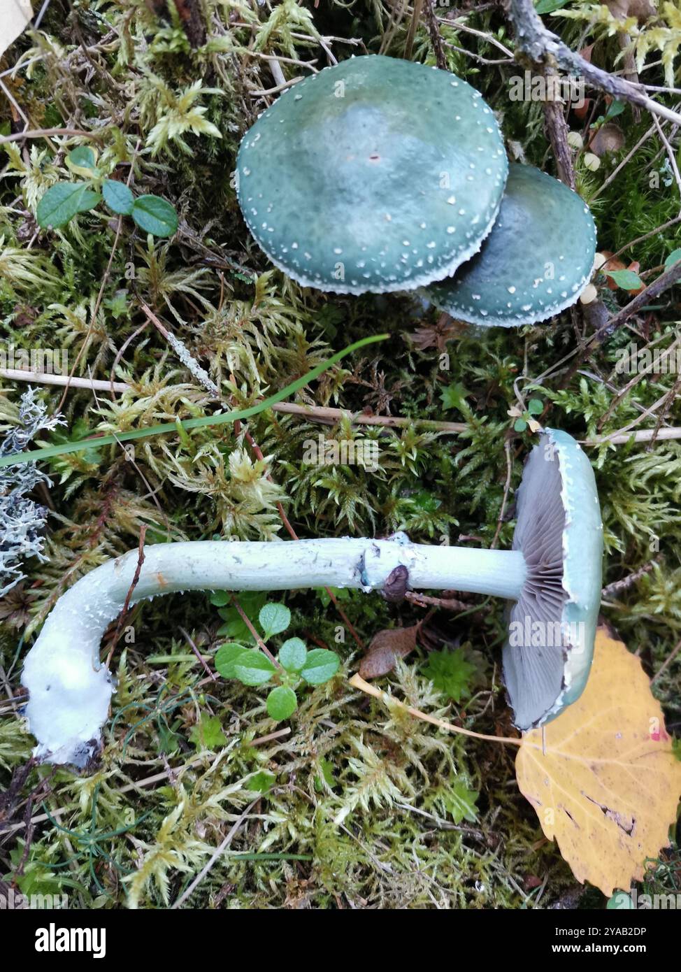 Verdigris Agaric (Stropharia aeruginosa) Fungi Stock Photo - Alamy