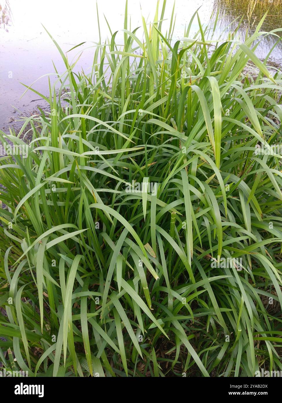reed meadowgrass (Glyceria maxima) Plantae Stock Photo - Alamy