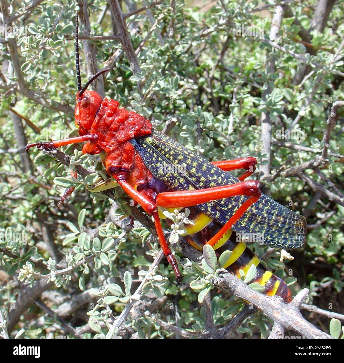 Red Milkweed Locust (Phymateus morbillosus) Insecta Stock Photo - Alamy