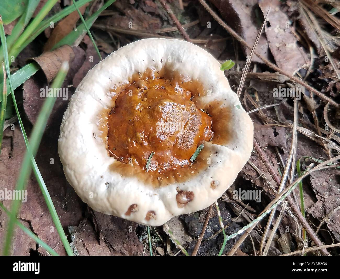 Blushing Rosette (Abortiporus biennis) Fungi Stock Photo - Alamy