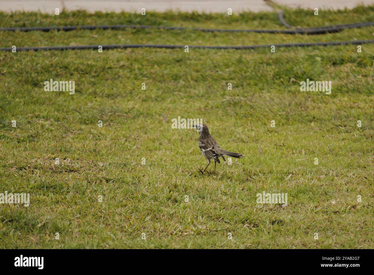 Long-tailed Mockingbird (Mimus longicaudatus) Aves Stock Photo - Alamy