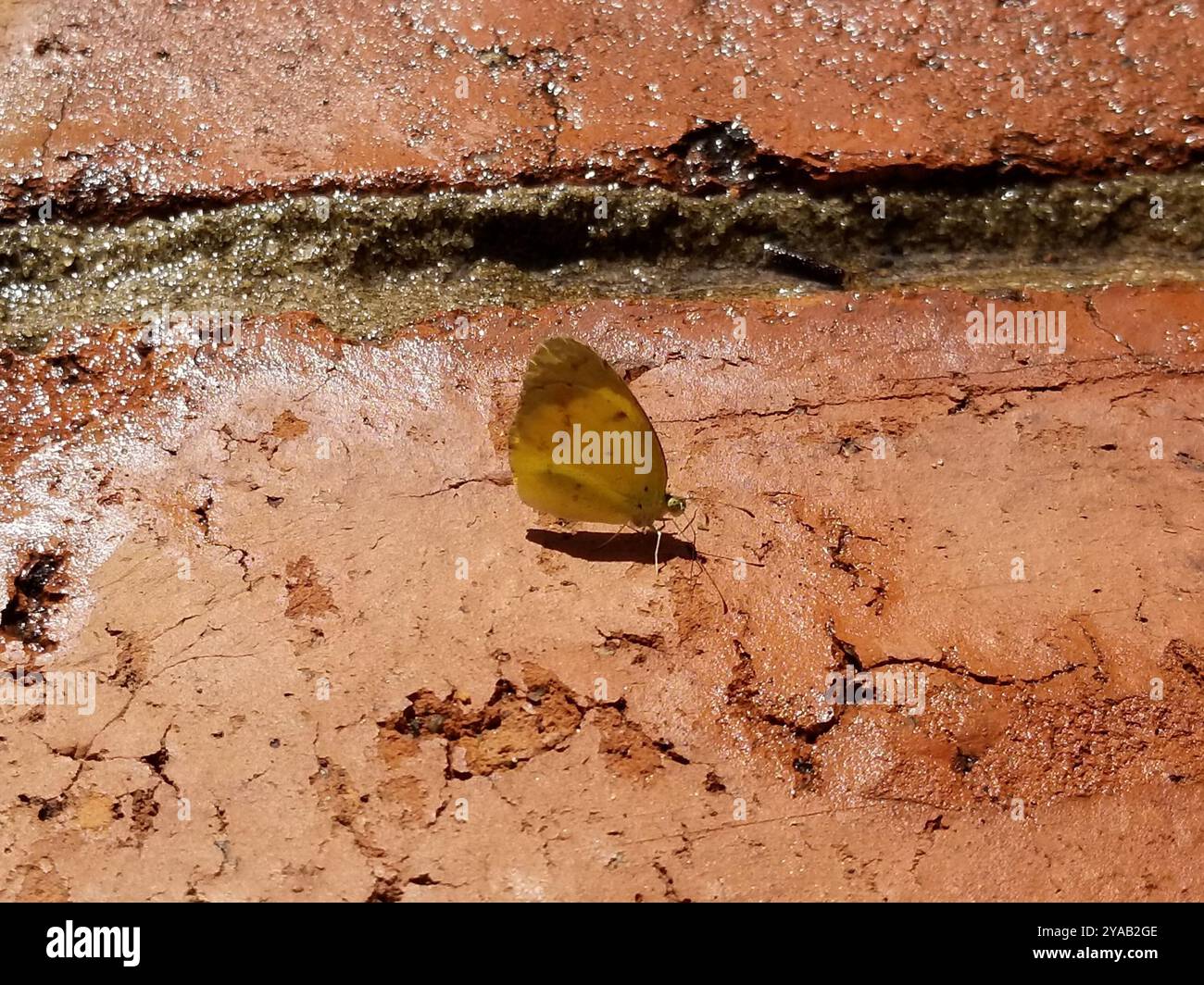 Little Yellow (Pyrisitia lisa) Insecta Stock Photo - Alamy