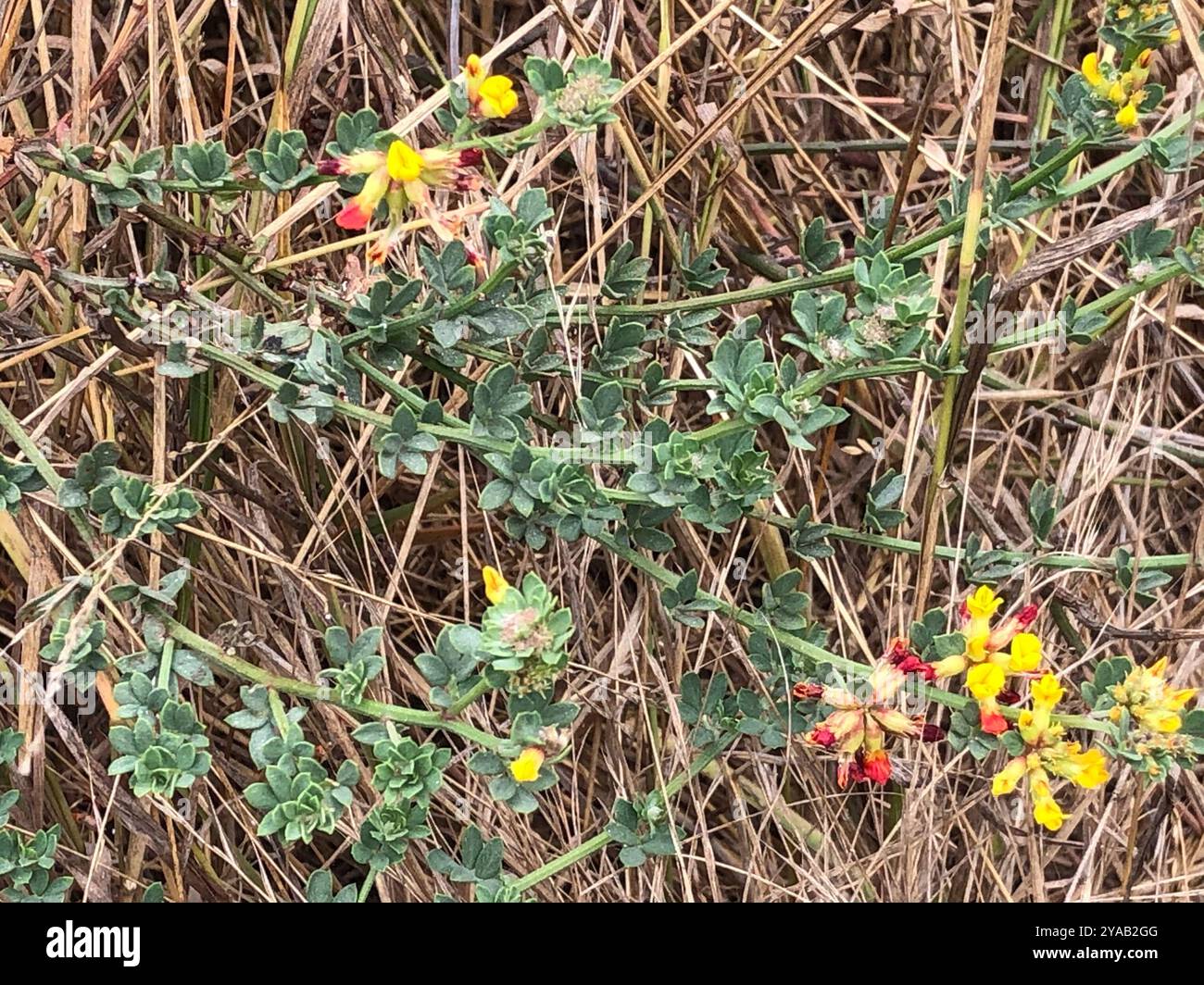 deervetch (Acmispon) Plantae Stock Photo - Alamy