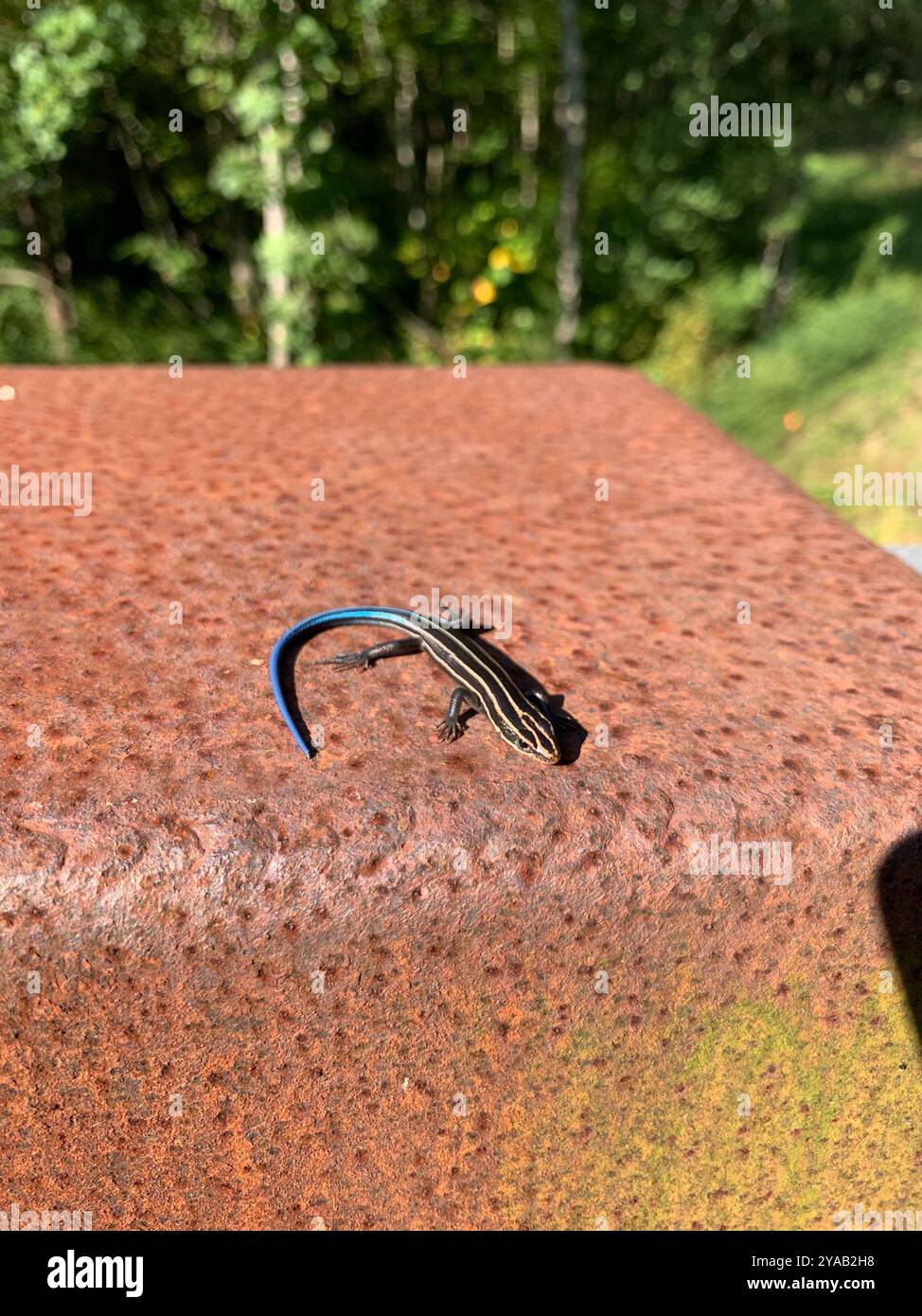 Common Five-lined Skink (Plestiodon fasciatus) Reptilia Stock Photo - Alamy