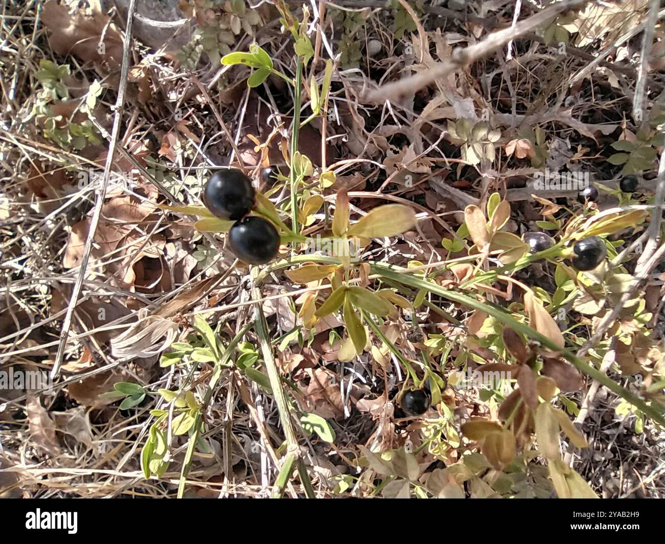 Chrysojasminum hi-res stock photography and images - Alamy