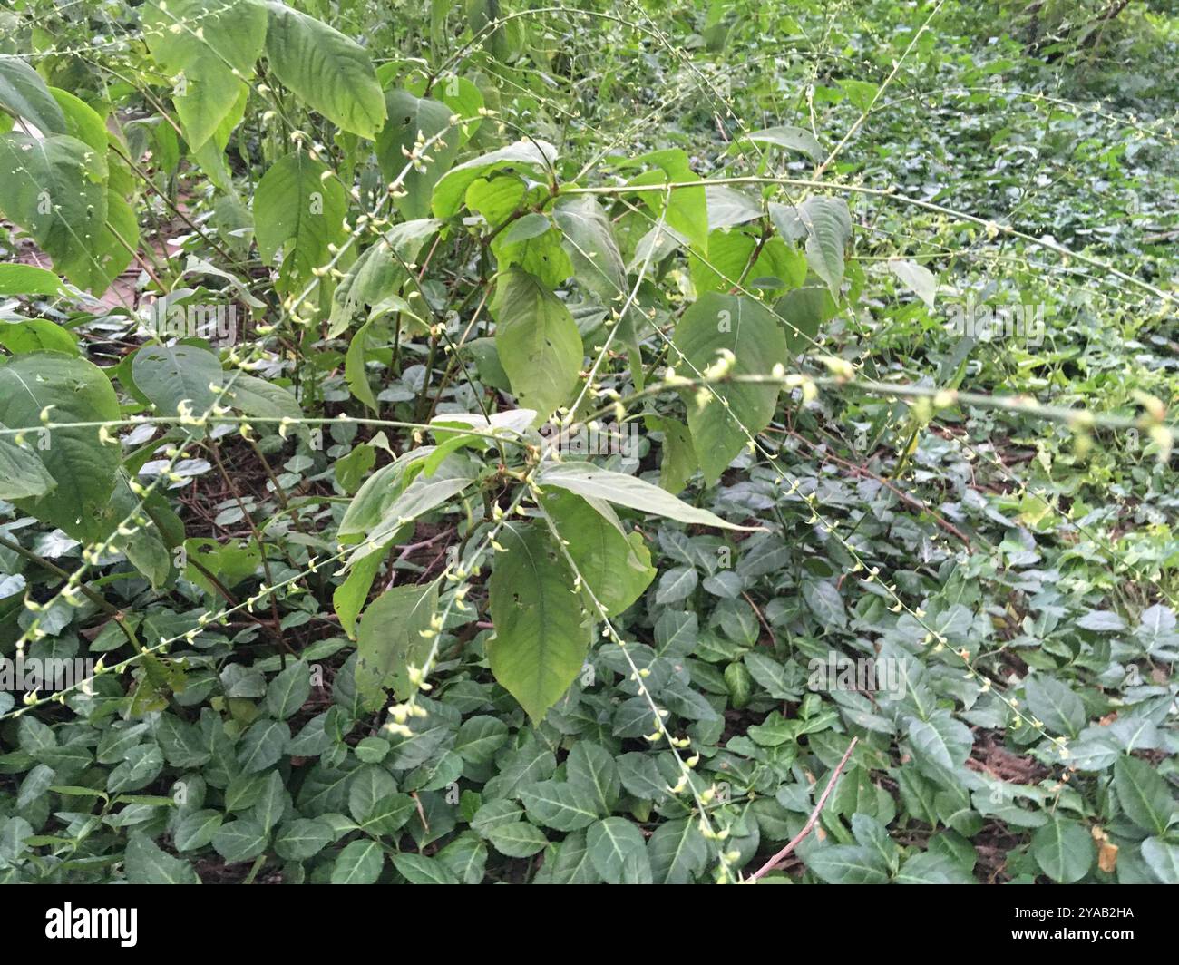 American jumpseed (Persicaria virginiana) Plantae Stock Photo - Alamy