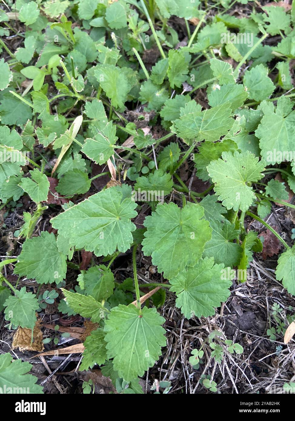 Carolina Bristlemallow (Modiola caroliniana) Plantae Stock Photo - Alamy