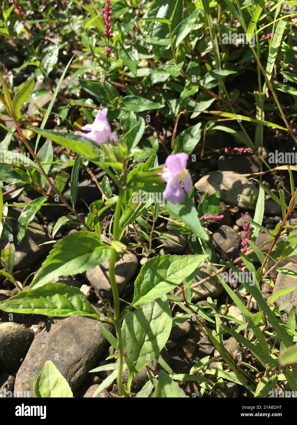 sharpwing monkeyflower (Mimulus alatus) Plantae Stock Photo - Alamy