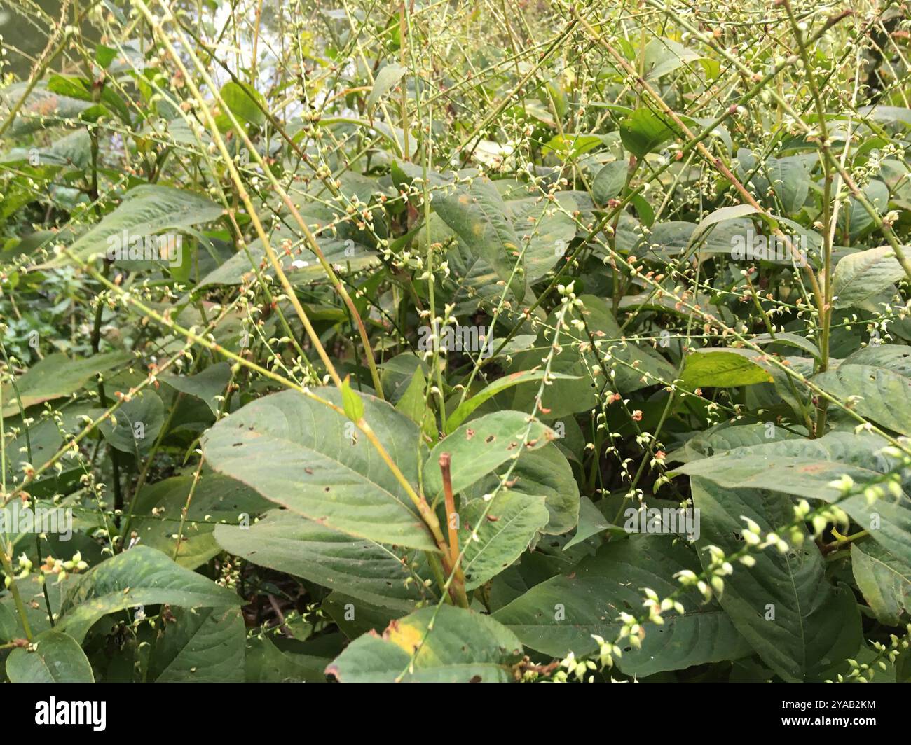American jumpseed (Persicaria virginiana) Plantae Stock Photo - Alamy
