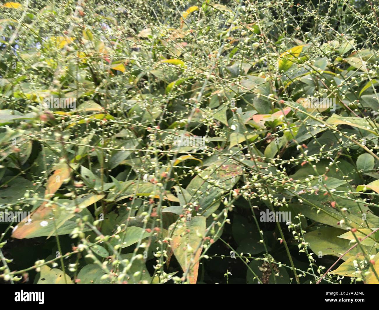 American jumpseed (Persicaria virginiana) Plantae Stock Photo - Alamy
