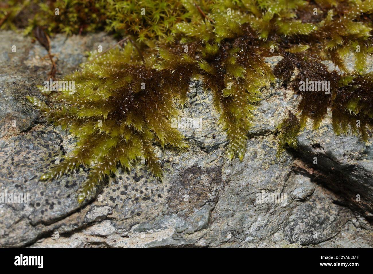 Silky Wall Feather-moss (Homalothecium sericeum) Plantae Stock Photo ...