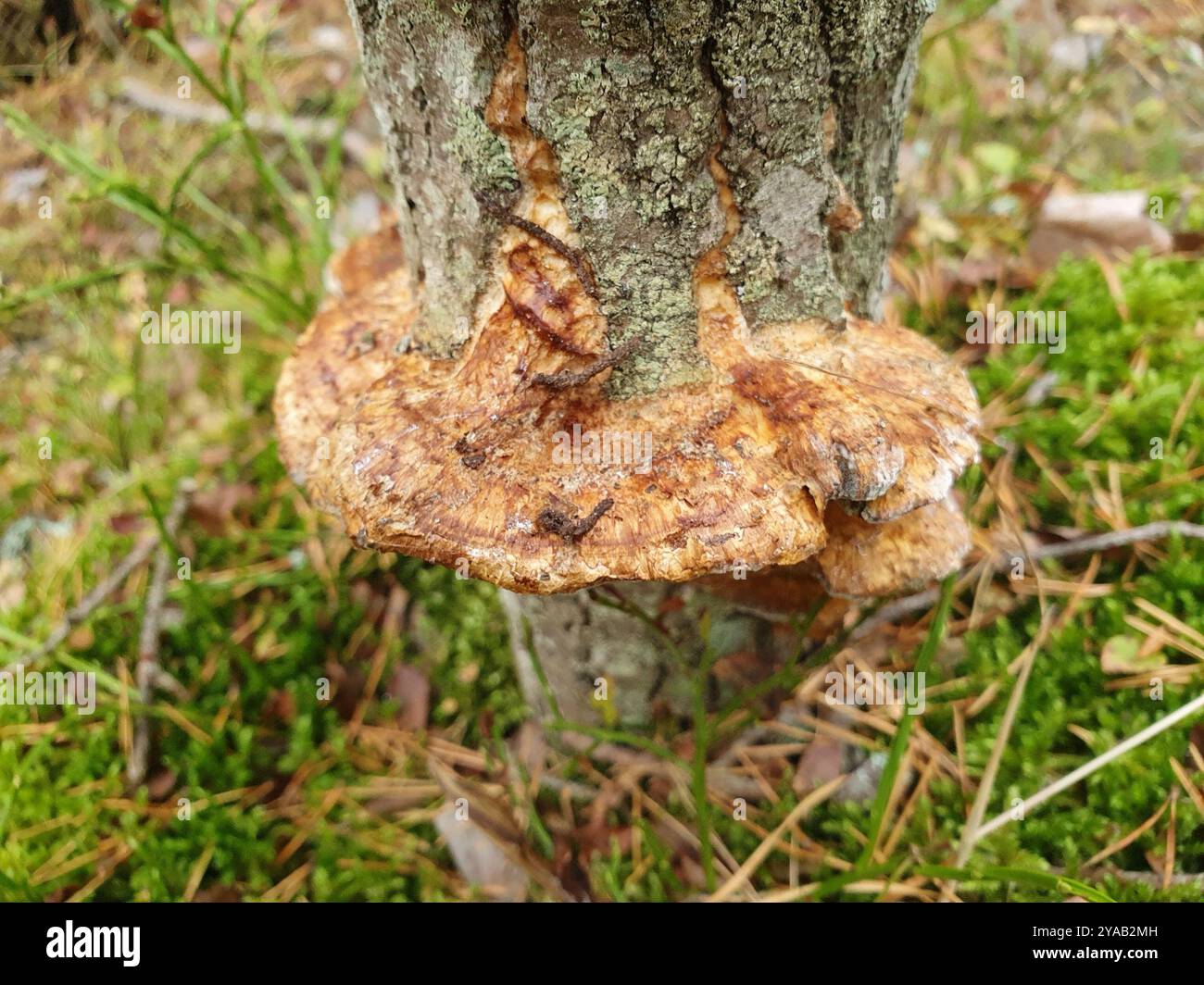 Alder Bracket (Mensularia radiata) Fungi Stock Photo - Alamy