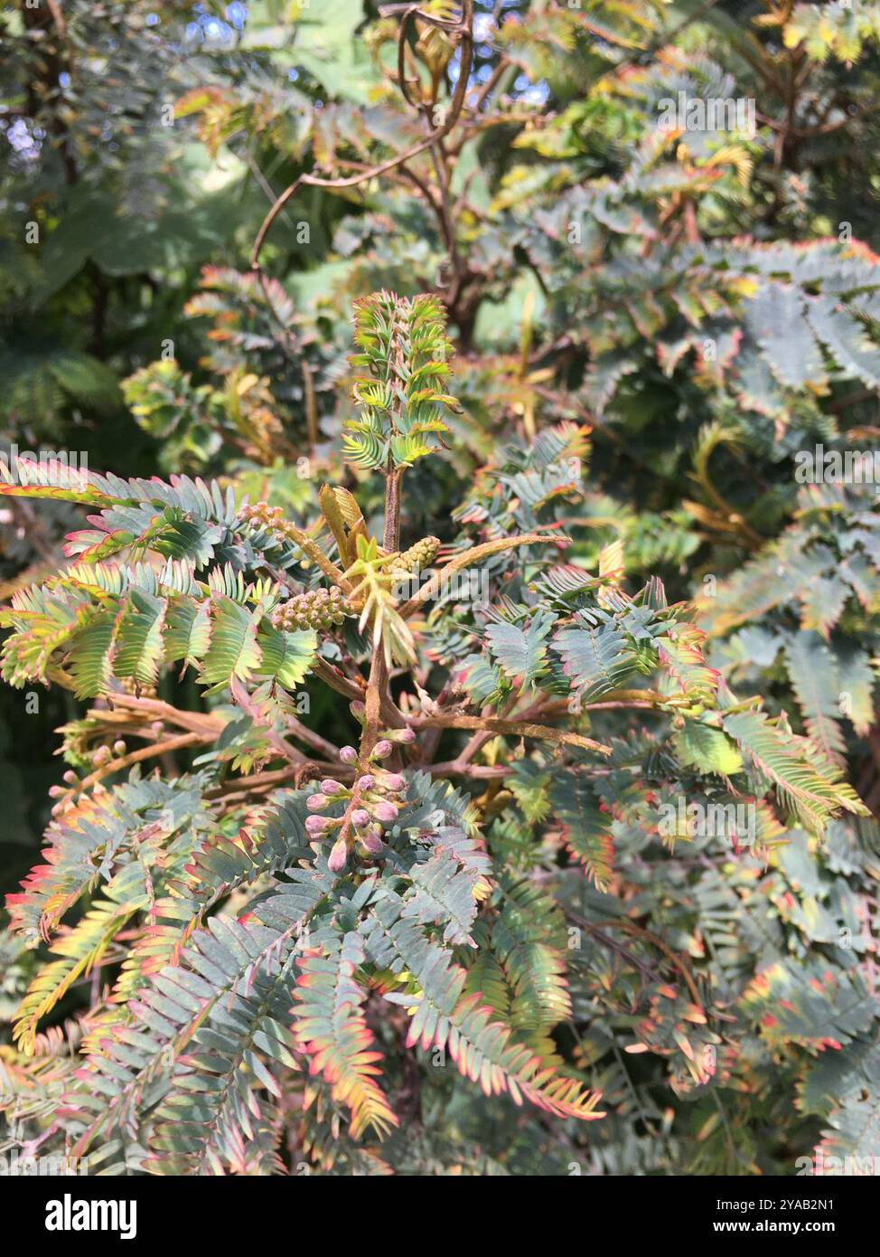 Plume Albizia (Paraserianthes lophantha) Plantae Stock Photo - Alamy