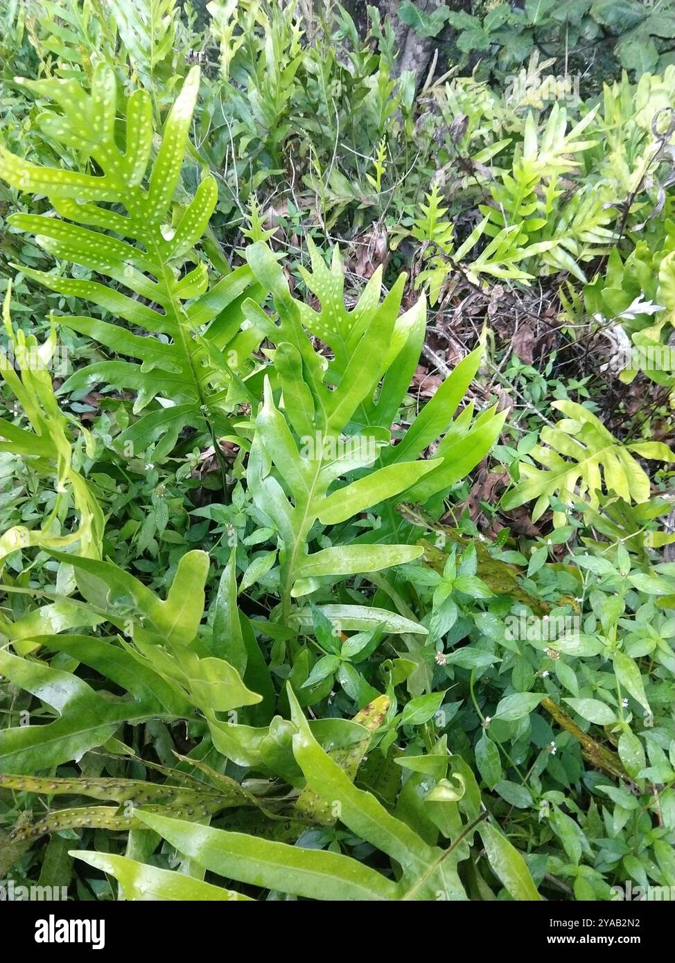 Musk Fern (Microsorum grossum) Plantae Stock Photo - Alamy