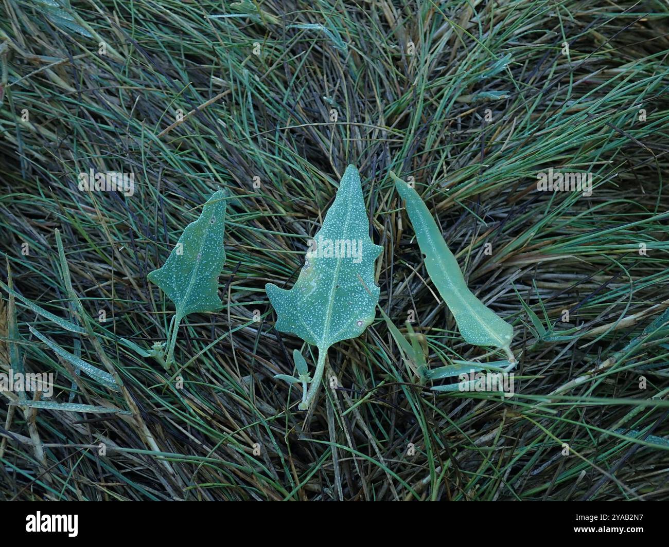 thickleaf orach (Atriplex dioica) Plantae Stock Photo - Alamy