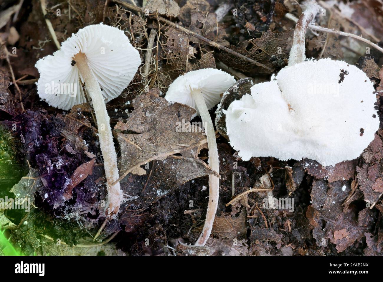 Seminuda hi-res stock photography and images - Alamy