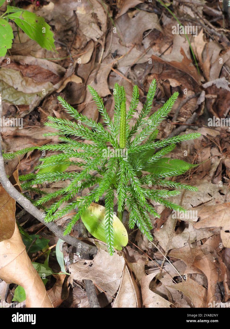 flat-branched tree-clubmoss (Dendrolycopodium obscurum) Plantae Stock ...