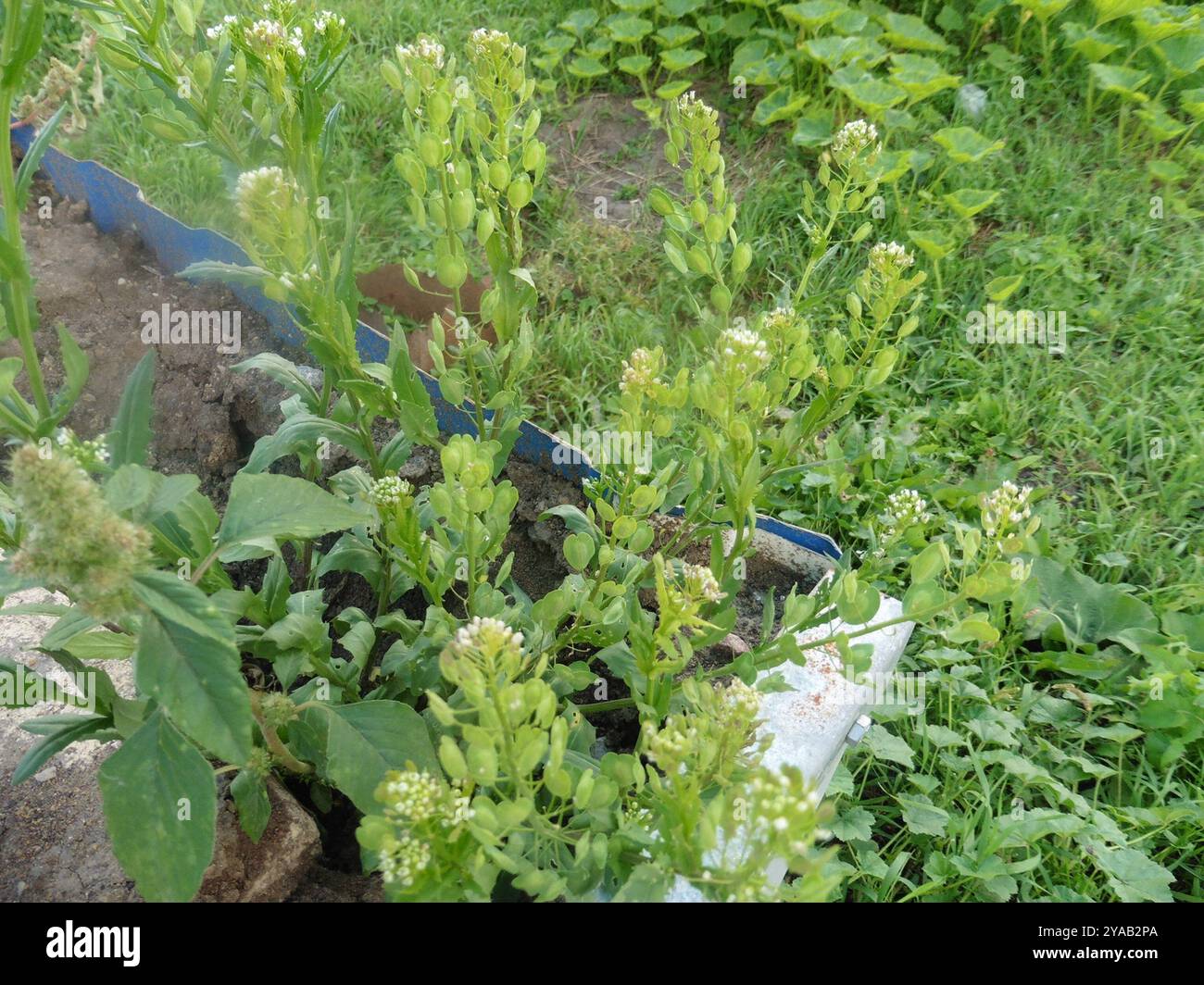field penny-cress (Thlaspi arvense) Plantae Stock Photo - Alamy