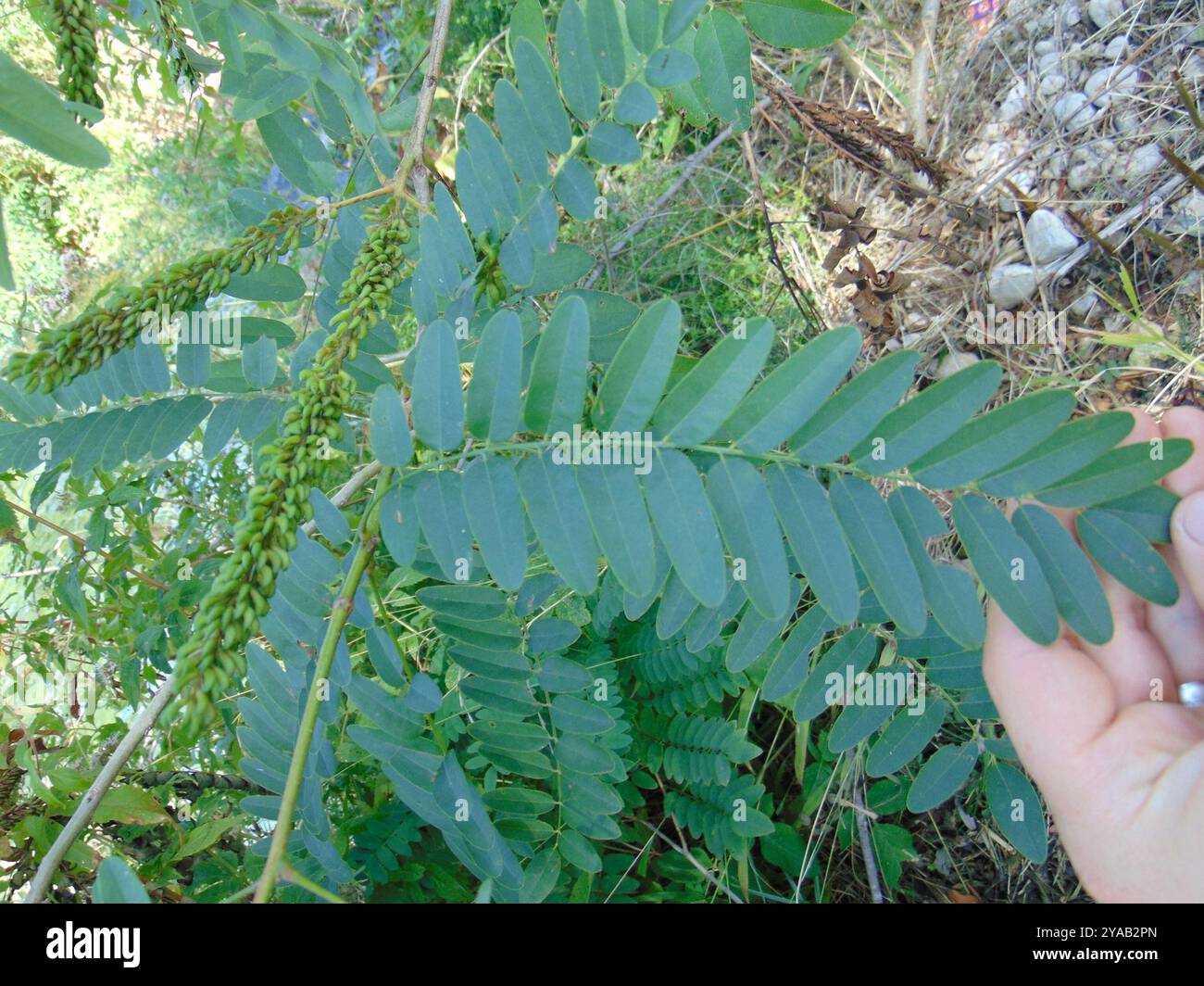 false indigo bush (Amorpha fruticosa) Plantae Stock Photo - Alamy