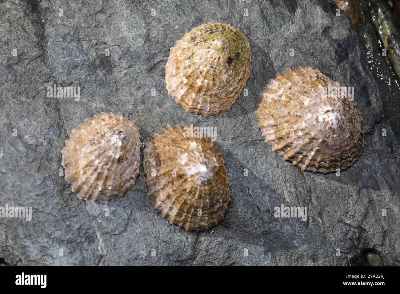 Patella Limpets (Patella) Mollusca Stock Photo - Alamy