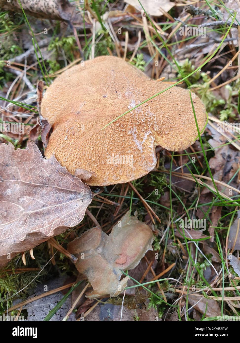 Velvet Bolete (Suillus variegatus) Fungi Stock Photo - Alamy