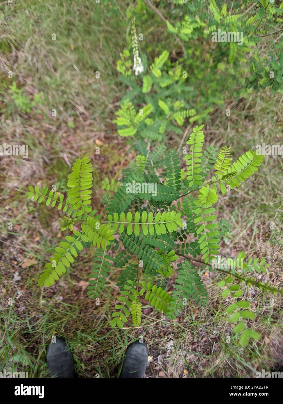 Texas Kidneywood (Eysenhardtia texana) Plantae Stock Photo - Alamy