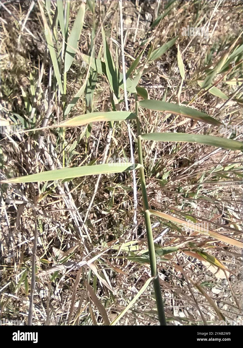 common reed (Phragmites australis) Plantae Stock Photo - Alamy