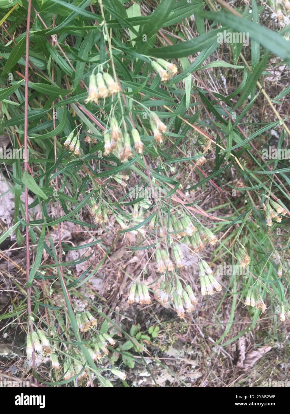 False Boneset (Brickellia eupatorioides) Plantae Stock Photo - Alamy