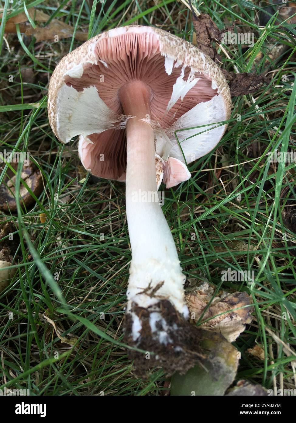 Blushing Wood Mushroom (Agaricus sylvaticus) Fungi Stock Photo - Alamy