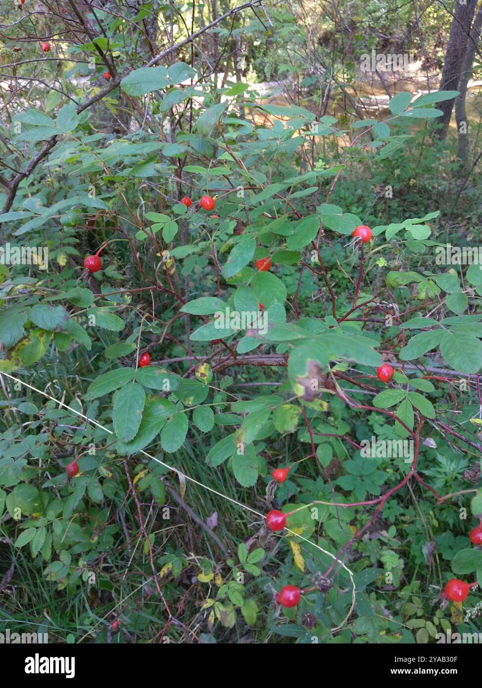 Cinnamon Rose (Rosa majalis) Plantae Stock Photo - Alamy