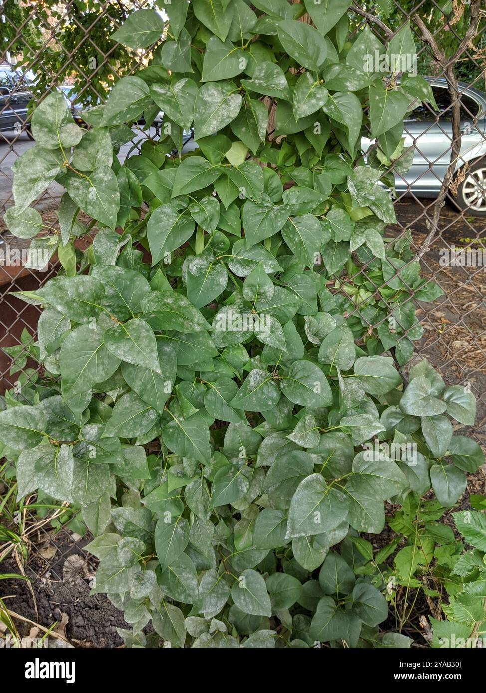 Lilac Powdery Mildew (Erysiphe syringae) Fungi Stock Photo - Alamy