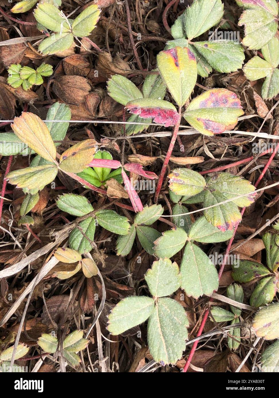 beach strawberry (Fragaria chiloensis) Plantae Stock Photo - Alamy