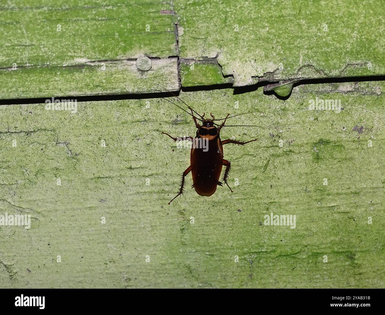 Australian Cockroach (Periplaneta australasiae) Insecta Stock Photo - Alamy
