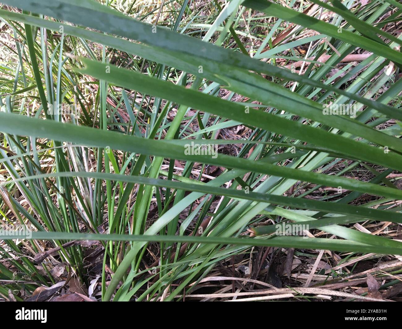 Spiny-headed Mat-rush (Lomandra longifolia) Plantae Stock Photo - Alamy