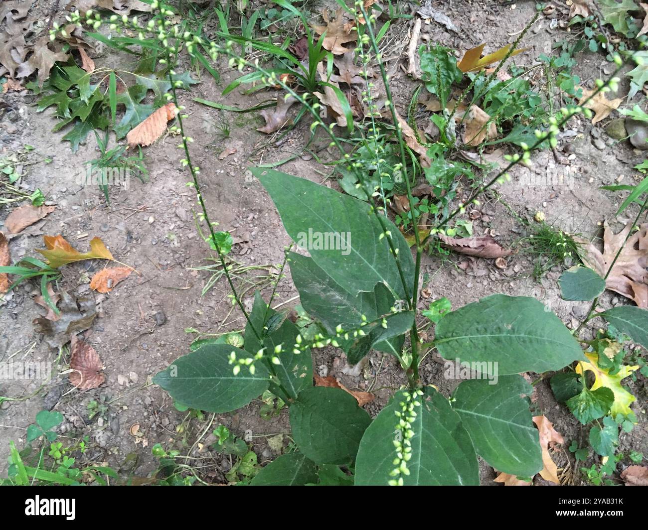 American jumpseed (Persicaria virginiana) Plantae Stock Photo - Alamy