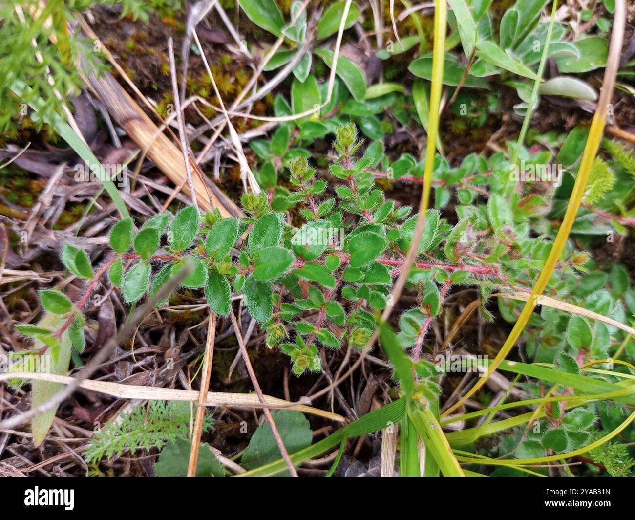 Hairy Pinweed (Lechea mucronata) Plantae Stock Photo - Alamy